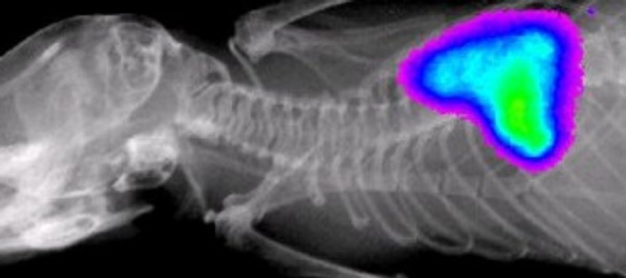 Optical Imaging | Clinical Sciences