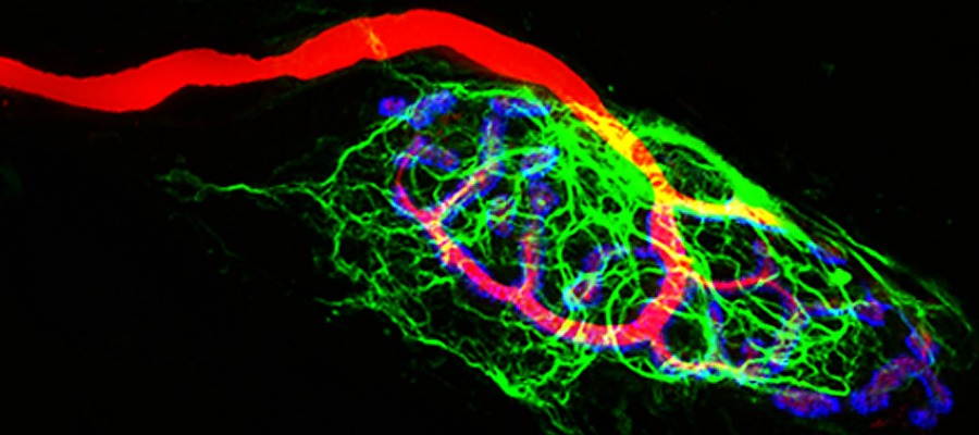 Image Analysis / Image Processing recommendation | Clinical Sciences