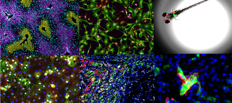 Research project examples | MSc by Research Regenerative Medicine and ...